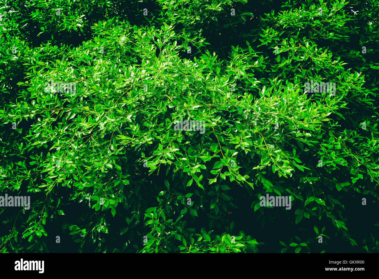 Green Tree Foliage In Spring Stock Photo - Alamy