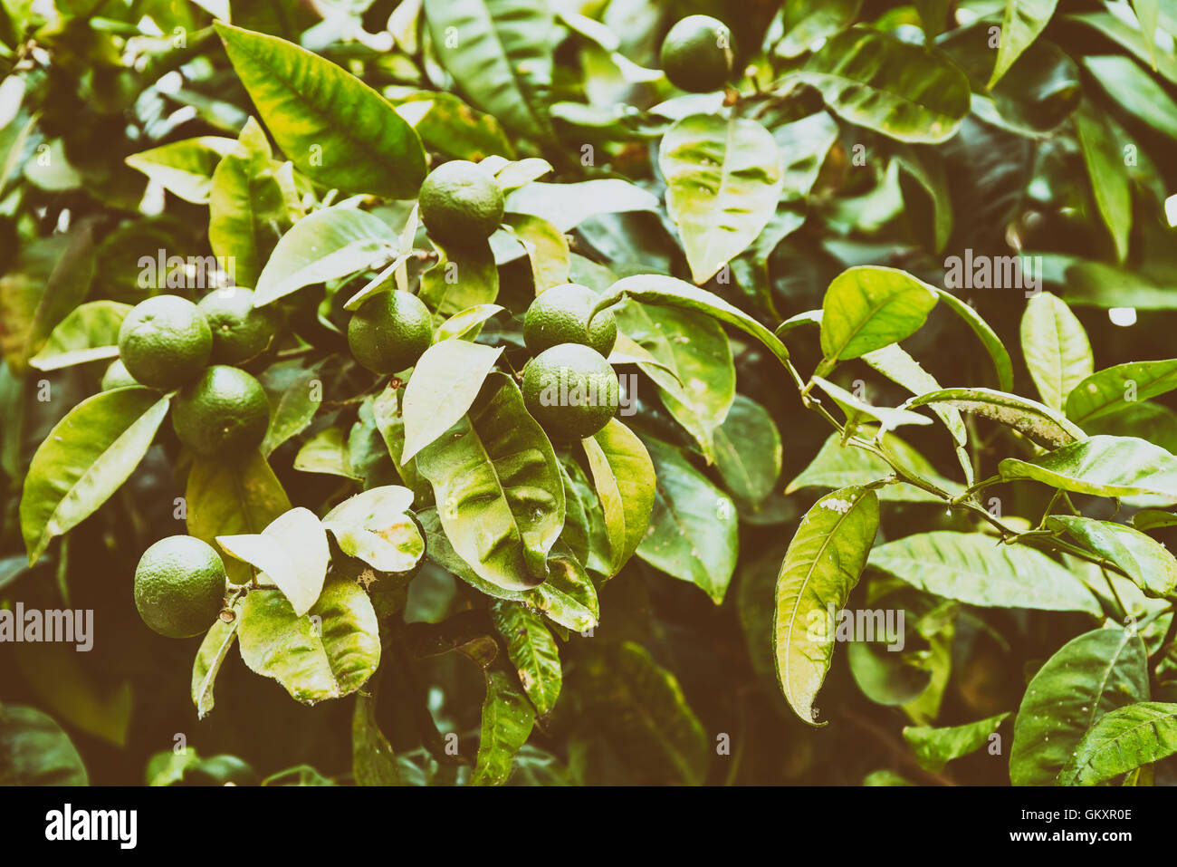 Sour orange tree hi-res stock photography and images - Alamy