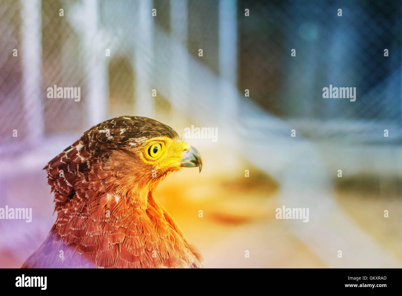 Hawks inside a steel cage with the light that comes back Stock Photo ...
