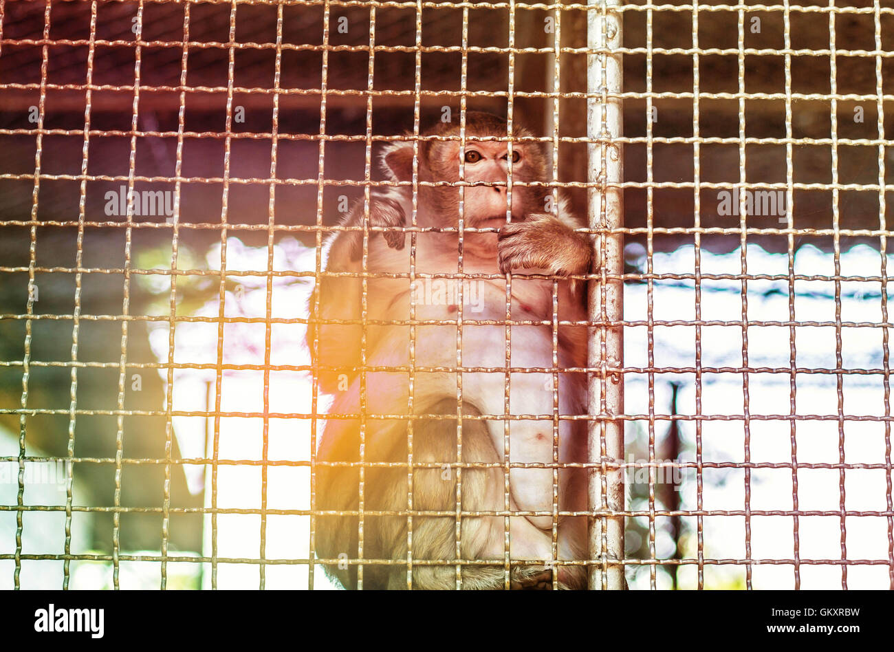Zoo gorilla cage hi-res stock photography and images - Alamy