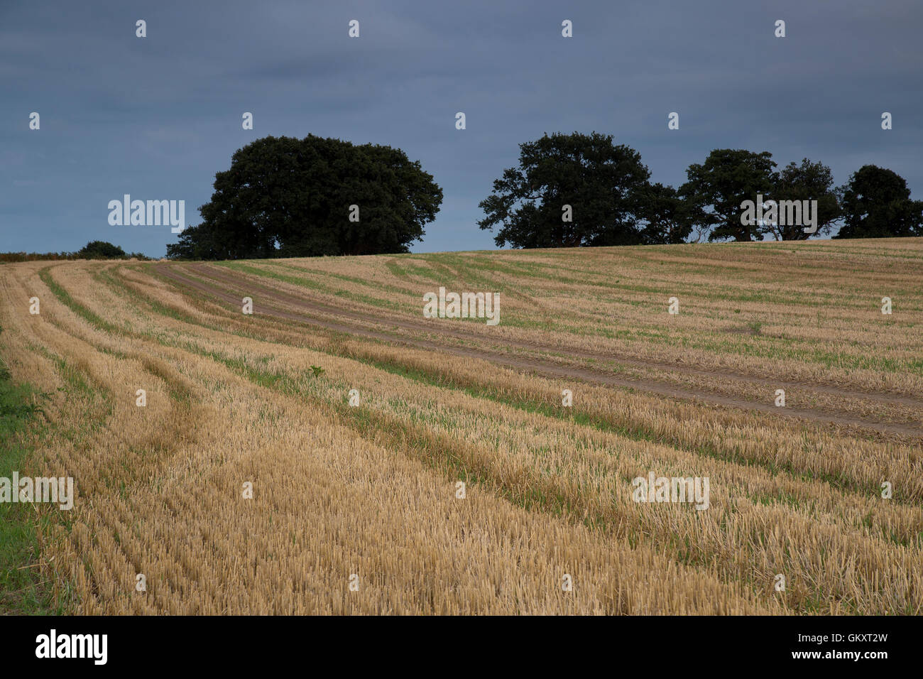 Hay field in Blaxhall village Suffolk England Stock Photo - Alamy