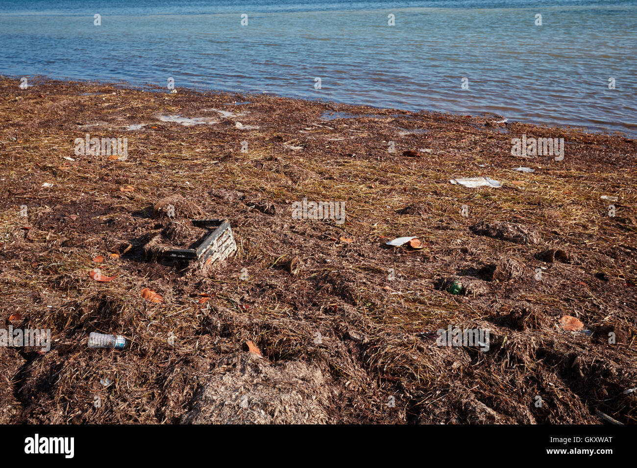 Debris washed up on the beach in Key West, Florida Stock Photo - Alamy