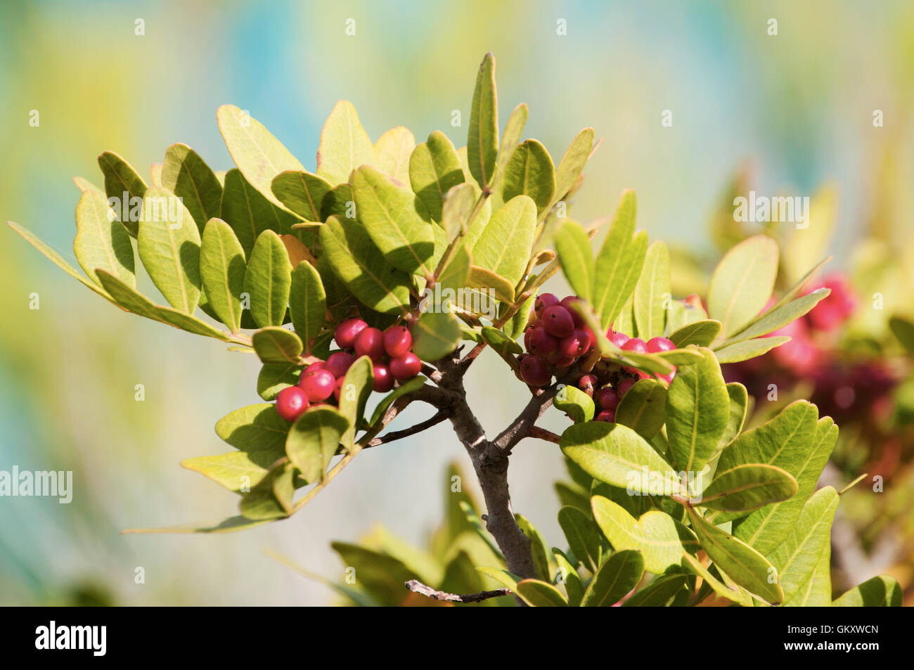 Formentera, Balearic Islands: a red berries bush Stock Photo - Alamy