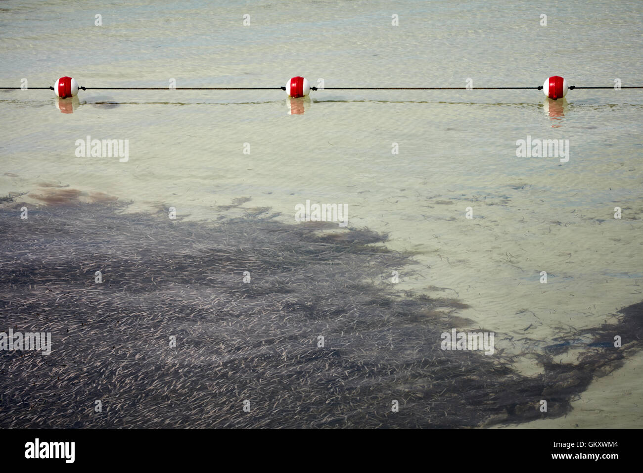 Line of marker buoys float near the beach at Bahia Honda State Park ...