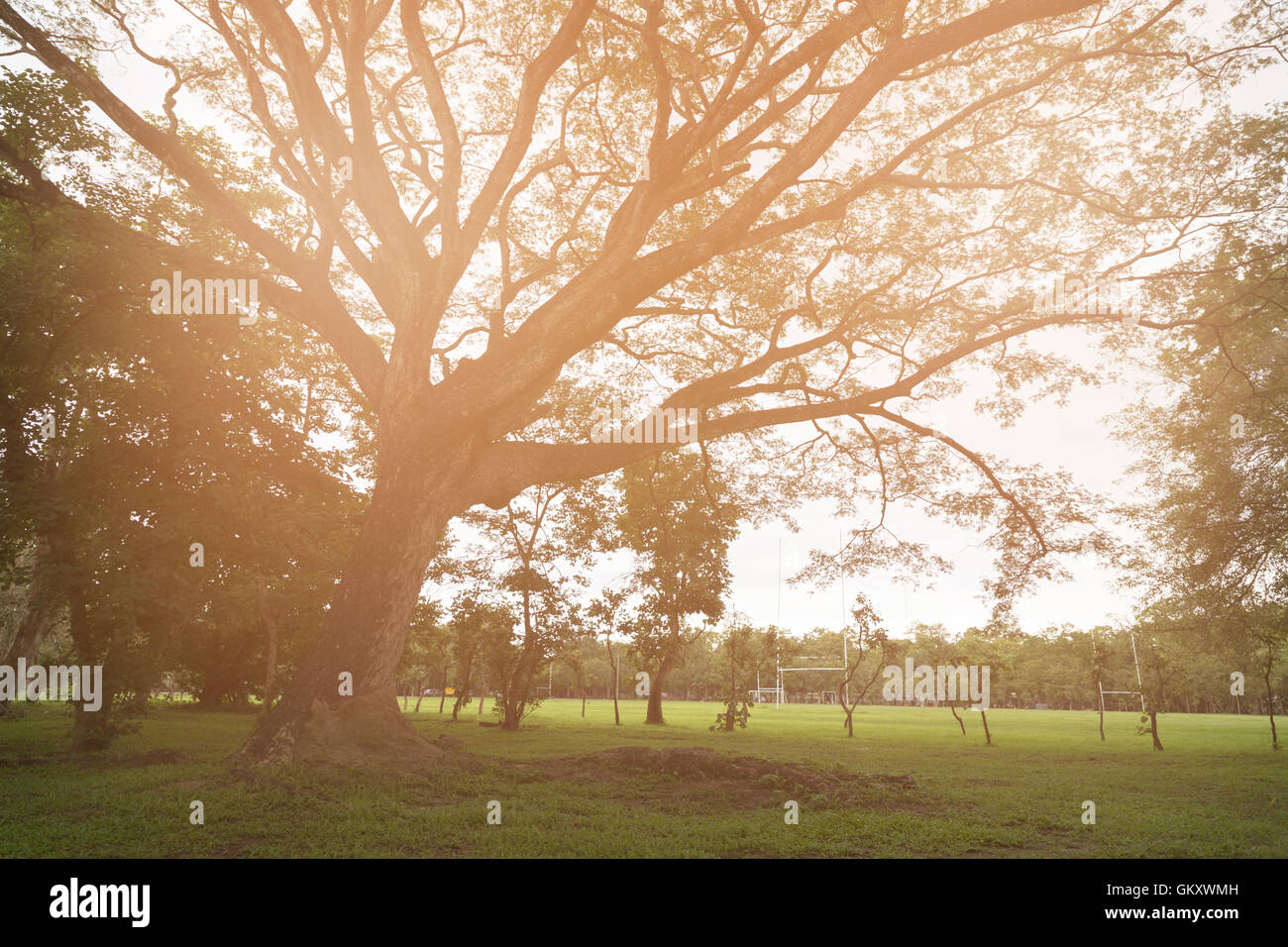 branch of big tree in park with sunlight background Stock Photo - Alamy