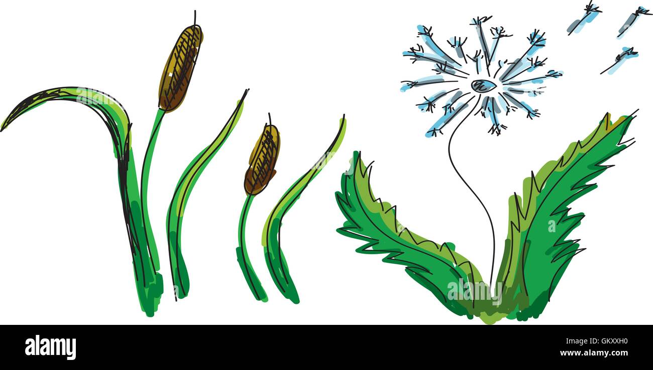 Reed flower Stock Vector Images - Alamy