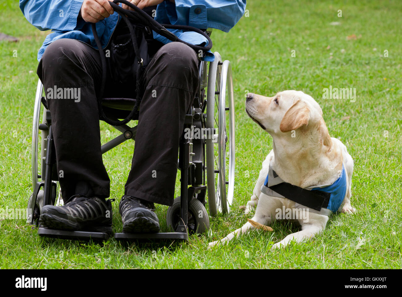 Labrador guide dog and his disabled owner on green grass Stock Photo ...