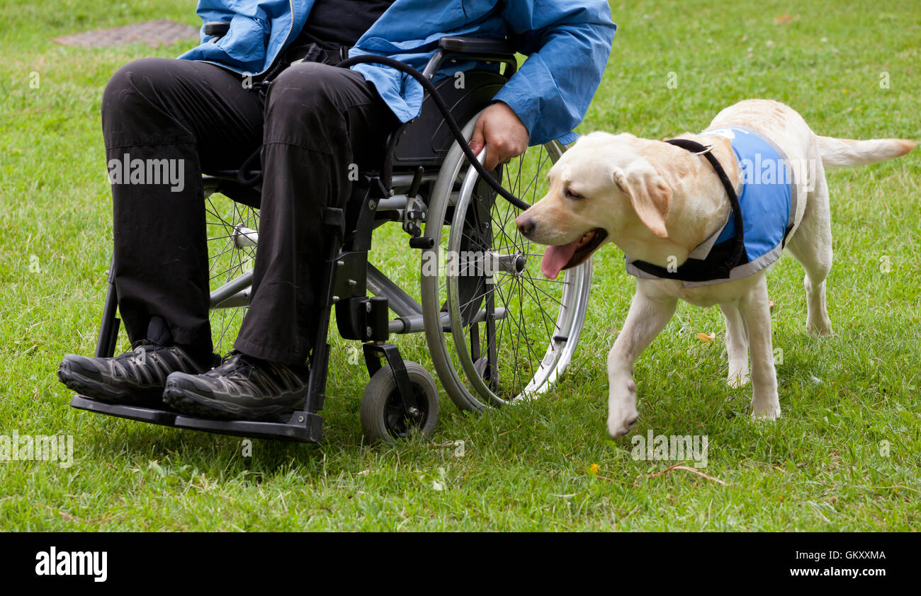Labrador guide dog and his disabled owner on green grass Stock Photo ...
