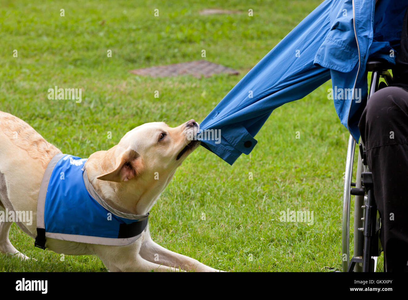 Labrador guide dog removes the jacket to his disabled owner Stock Photo ...