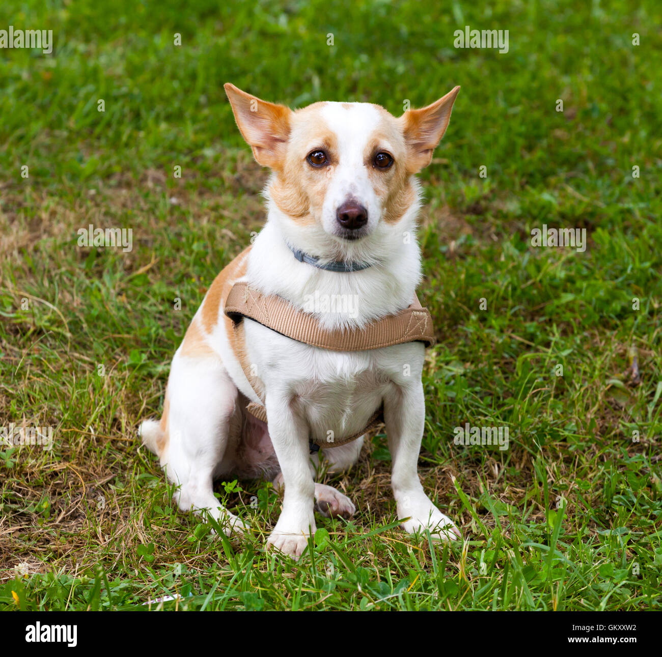 Mongrel dog hi-res stock photography and images - Alamy
