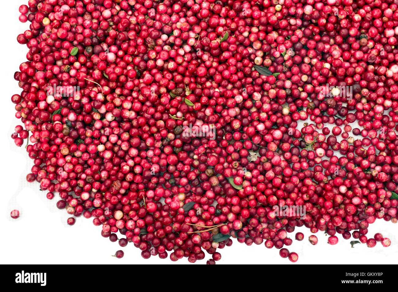 Cow berries hi-res stock photography and images - Alamy