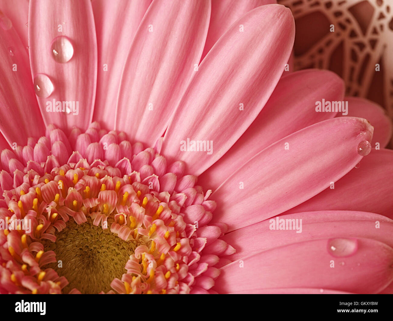 Close-up of a pink Gerbera flower with water droplets on the petals ...