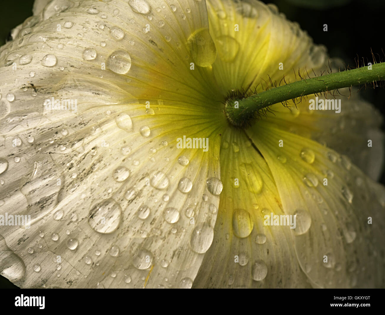 Drooping drop hi-res stock photography and images - Alamy