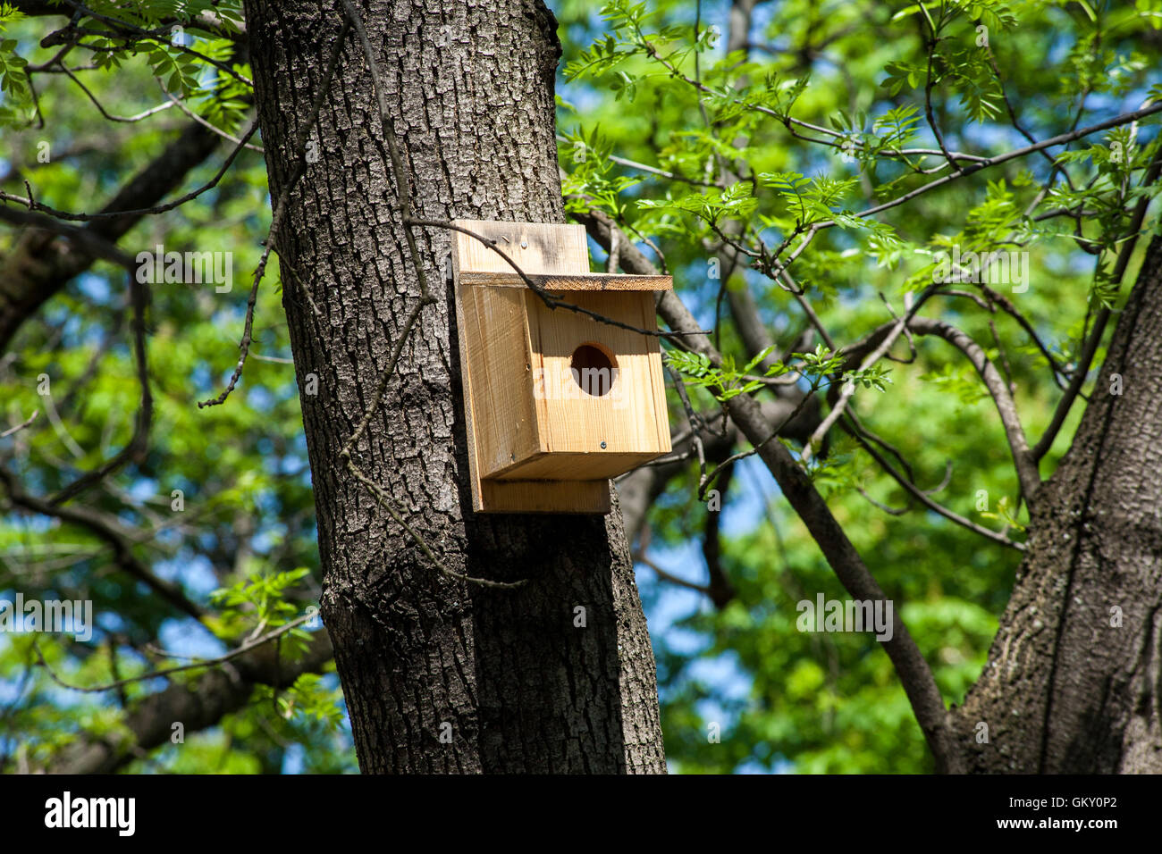 Bird house on the tree Stock Photo - Alamy