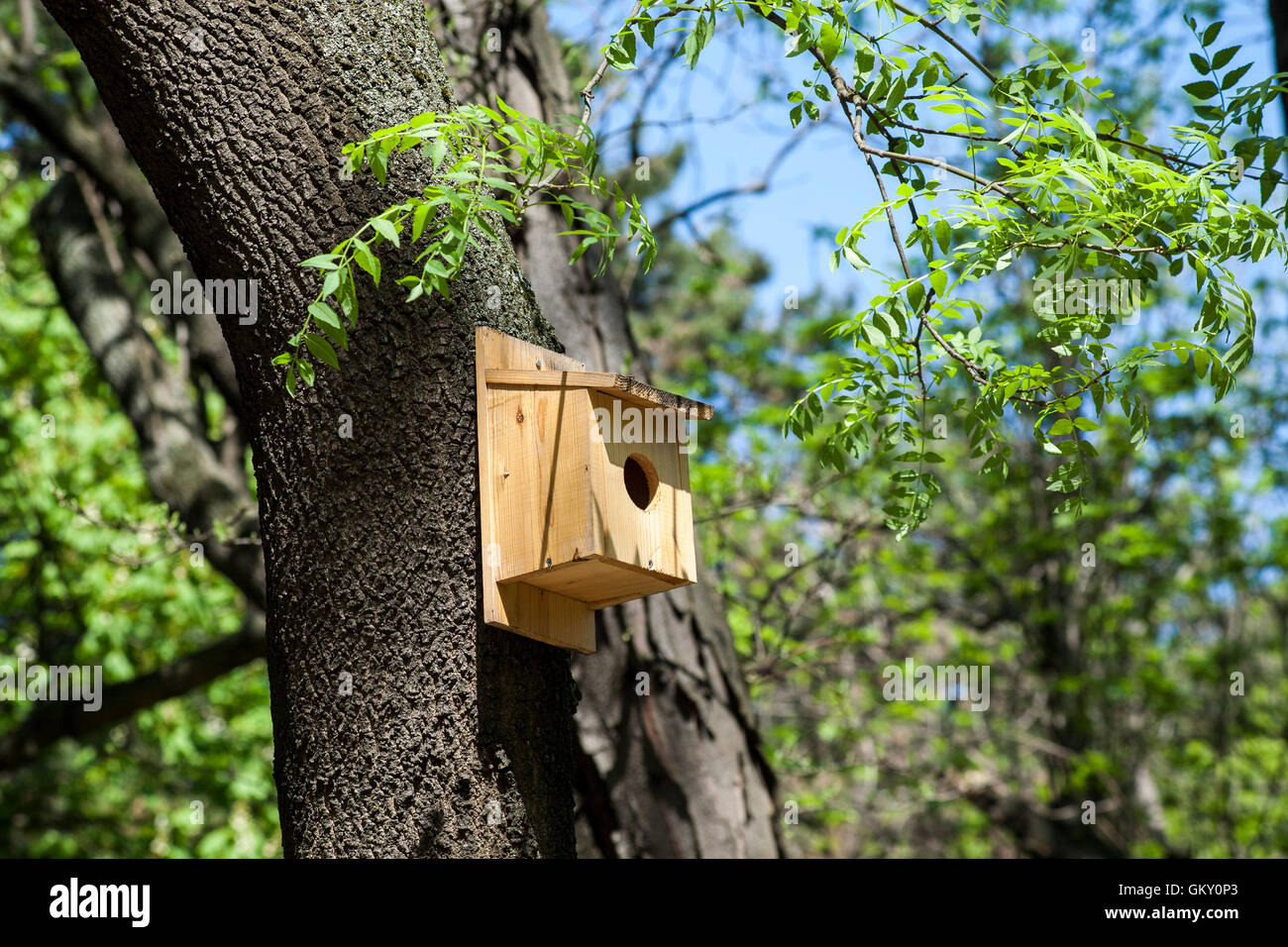 Bird house on the tree Stock Photo - Alamy