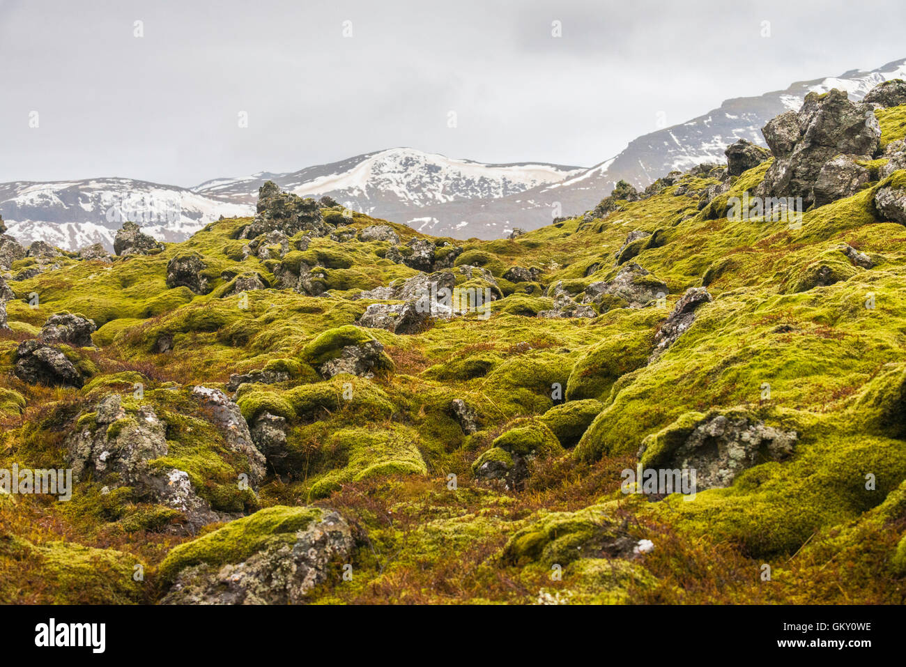 The Berserkjahraun is a 3 to 4,000 year old rocky and mossy lava field ...
