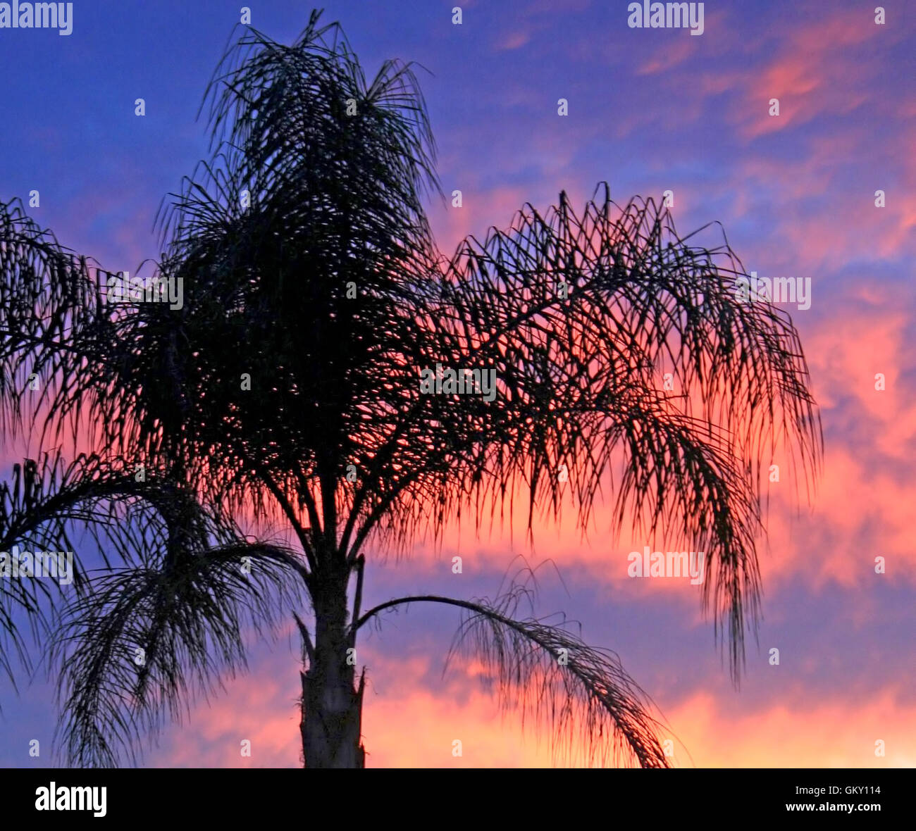 A palm tree in sunset in Florida Stock Photo - Alamy