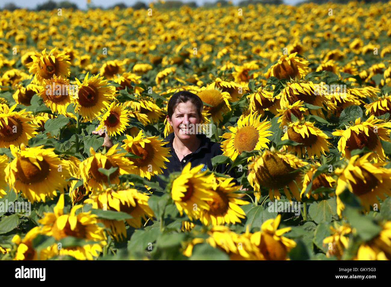 Vine house farm sunflowers hi-res stock photography and images - Alamy