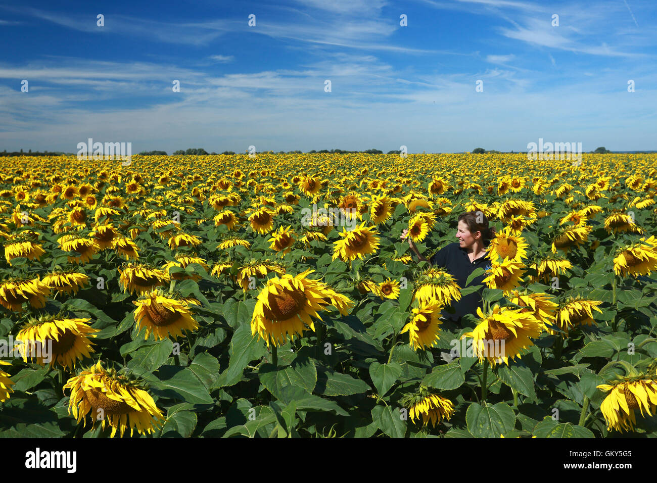 Deeping St. Nicholas, Lincs, UK. 23rd Aug, 2016. Sunflowers . Lucy ...