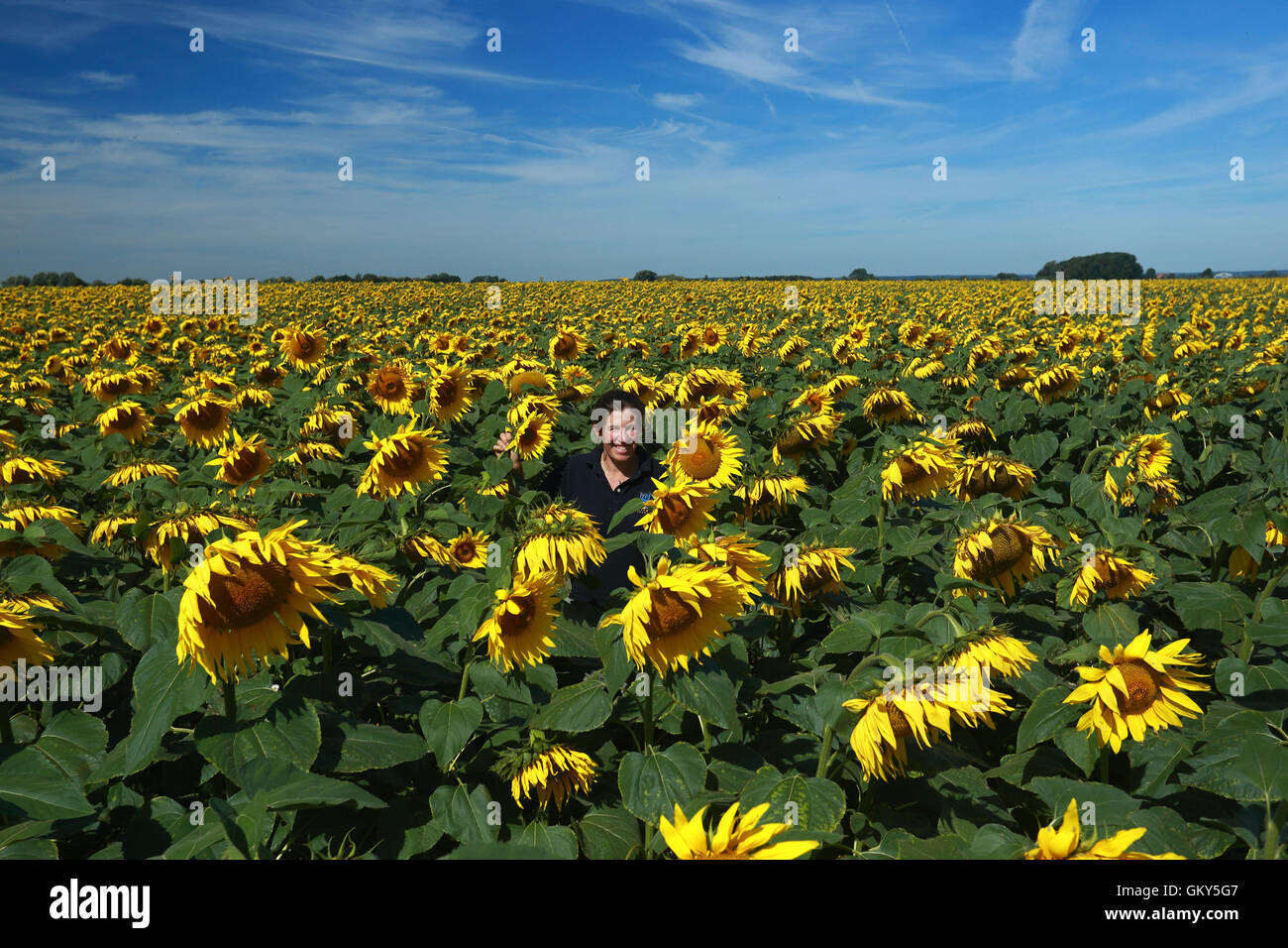 Vine house farm sunflowers hi-res stock photography and images - Alamy