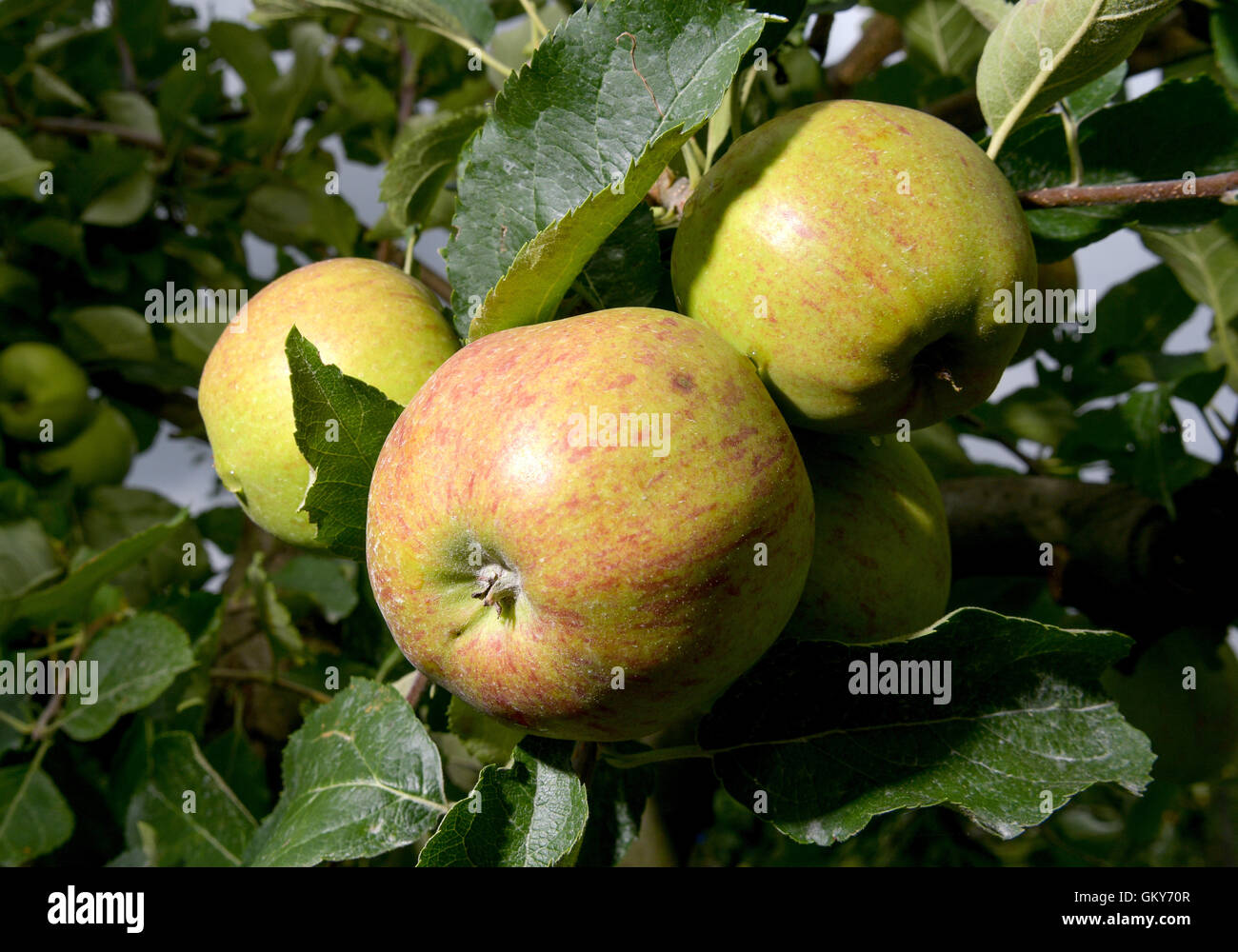 Boddin, Germany. 24th Aug, 2016. Apples of the sort 'Jonagold' grow in ...