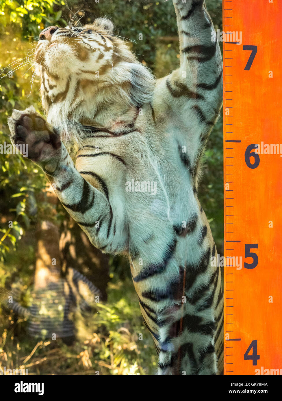 London, UK. 24th August, 2016. A Sumatran tiger is measured against a ...