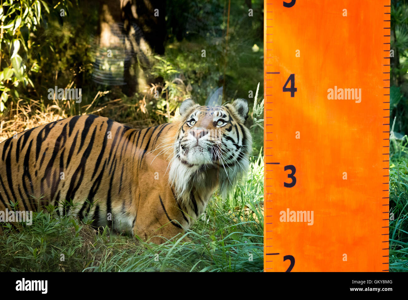 London, UK. 24th August, 2016. A Sumatran tiger is measured against a ...