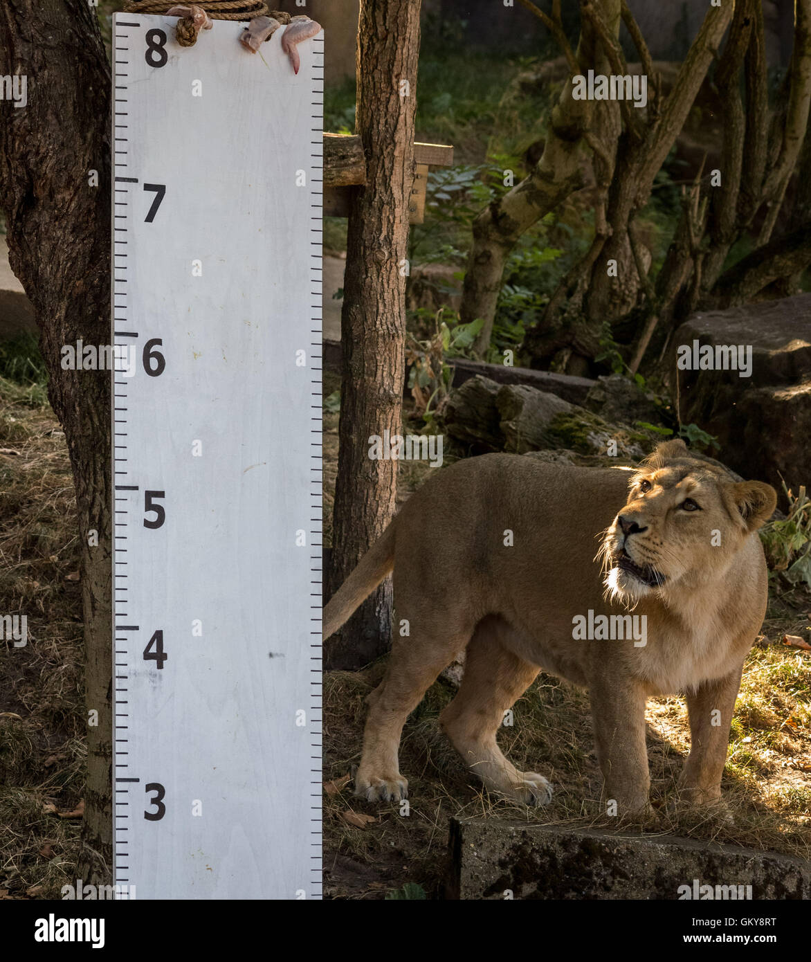 London zoo lion hi-res stock photography and images - Alamy