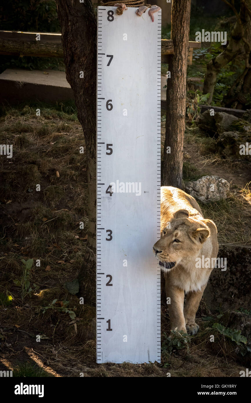 London zoo lion hi-res stock photography and images - Alamy