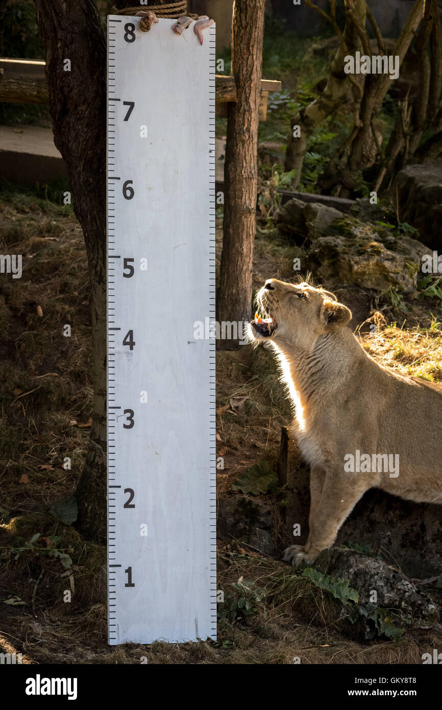 London, UK. 24th August, 2016. An Asiatic lion is measured against a ...
