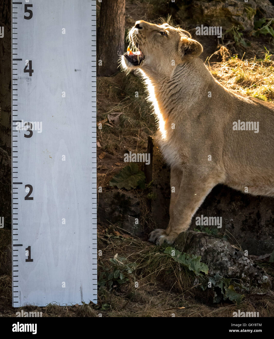 London zoo lion hi-res stock photography and images - Alamy