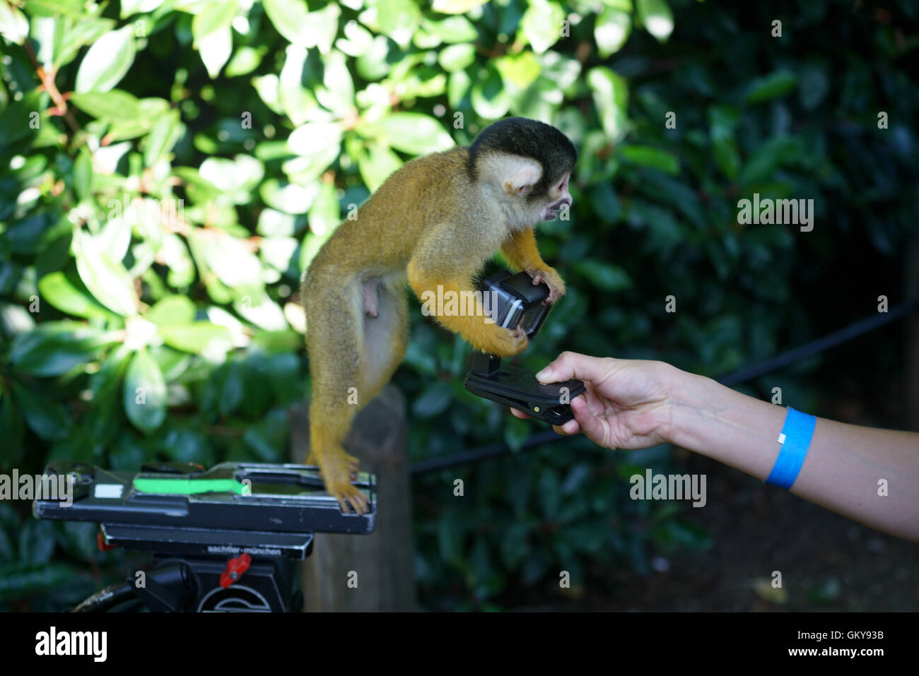 London, UK. 24th August, 2016. : London Zoo Keepers record Squirrel ...