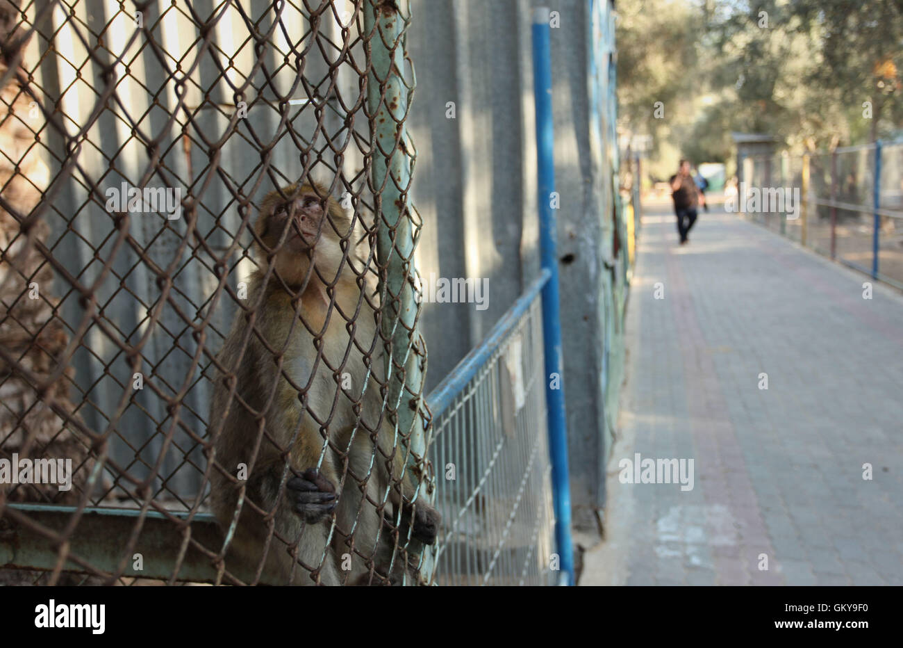 Khan Yunis, Gaza Strip, Palestinian Territory. 22nd Aug, 2016. A monkey ...
