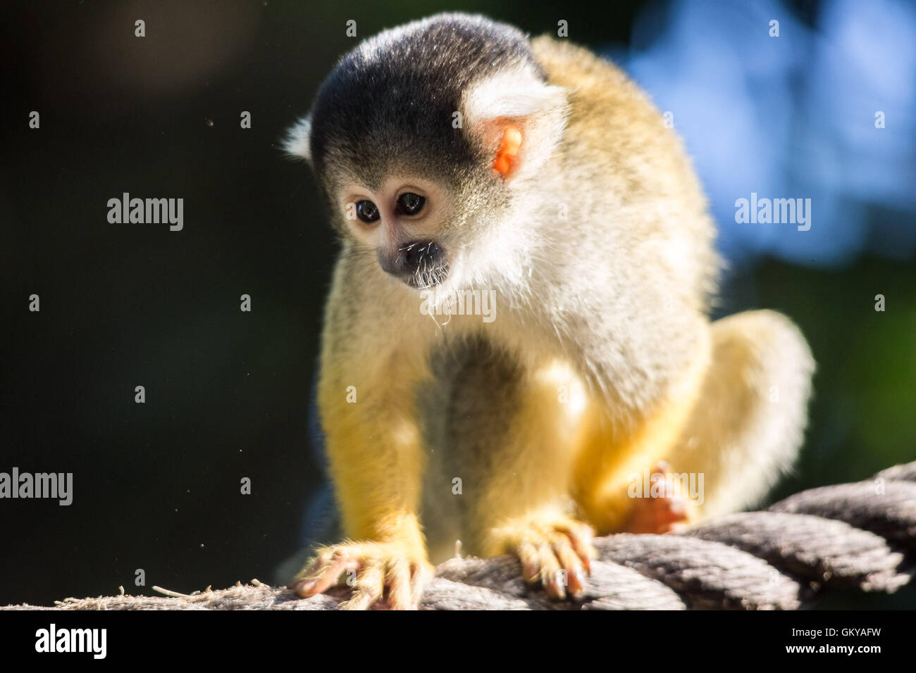 Monkey london zoo hi-res stock photography and images - Alamy