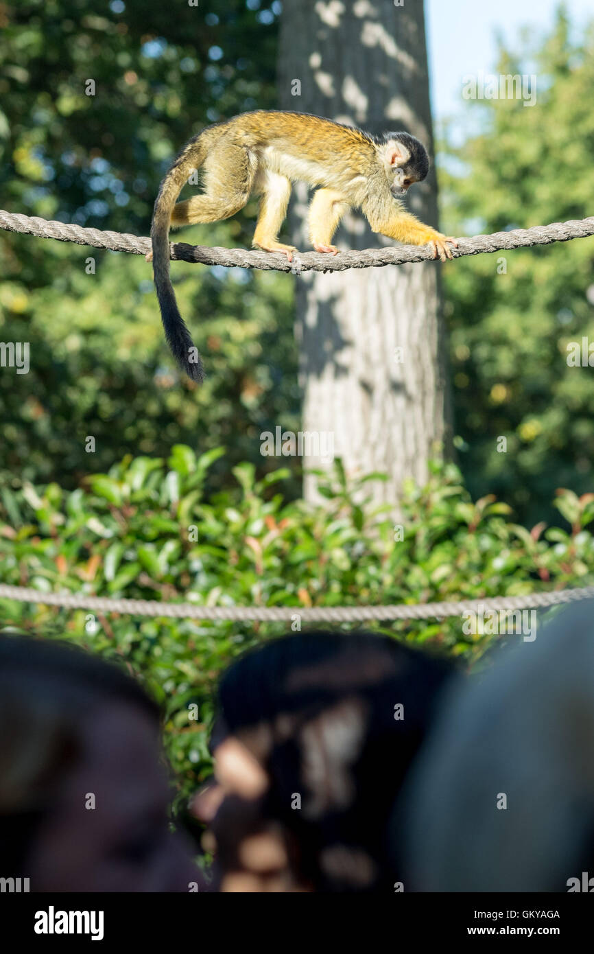 Monkey london zoo hi-res stock photography and images - Alamy
