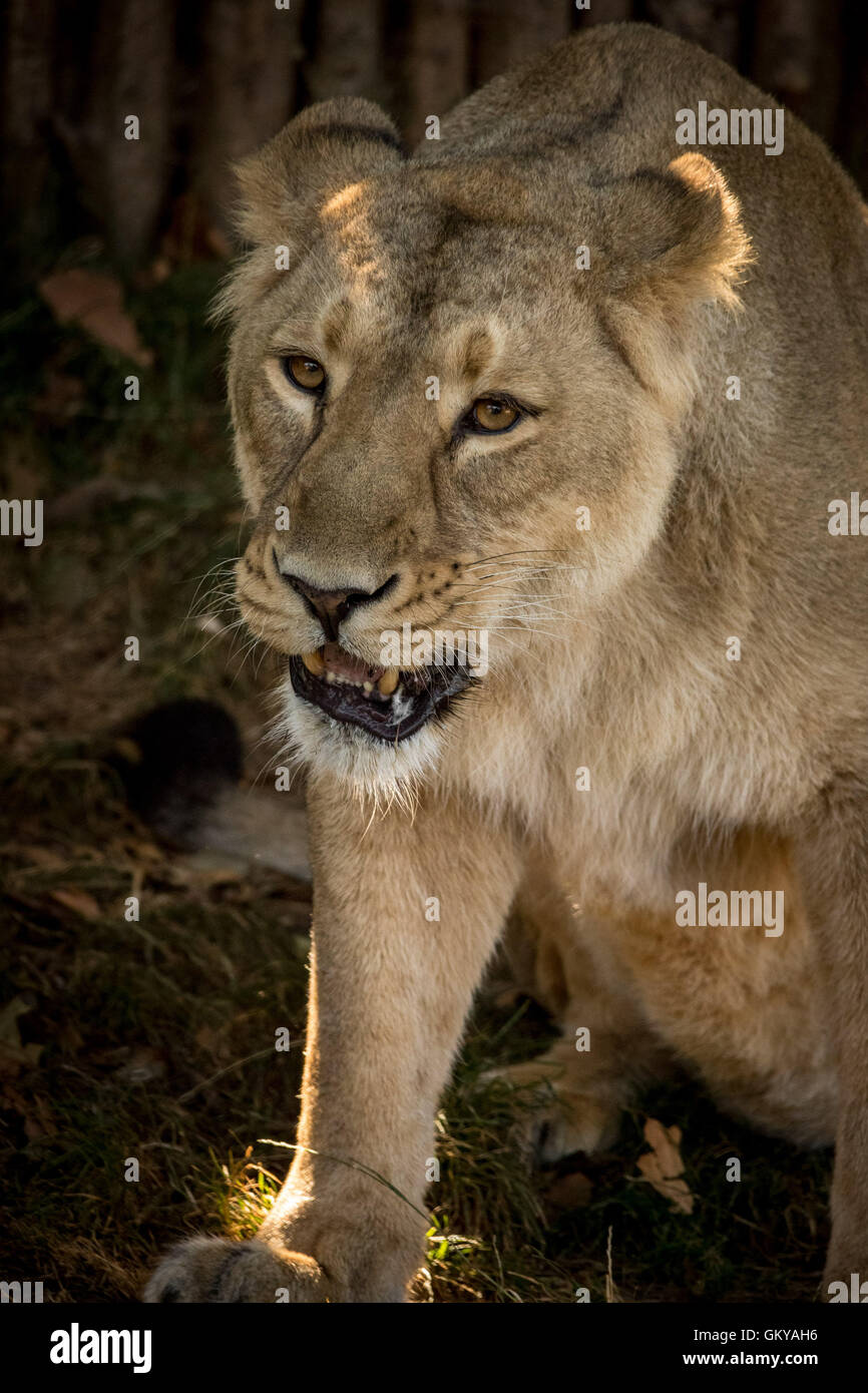 Asiatic lioness hi-res stock photography and images - Alamy