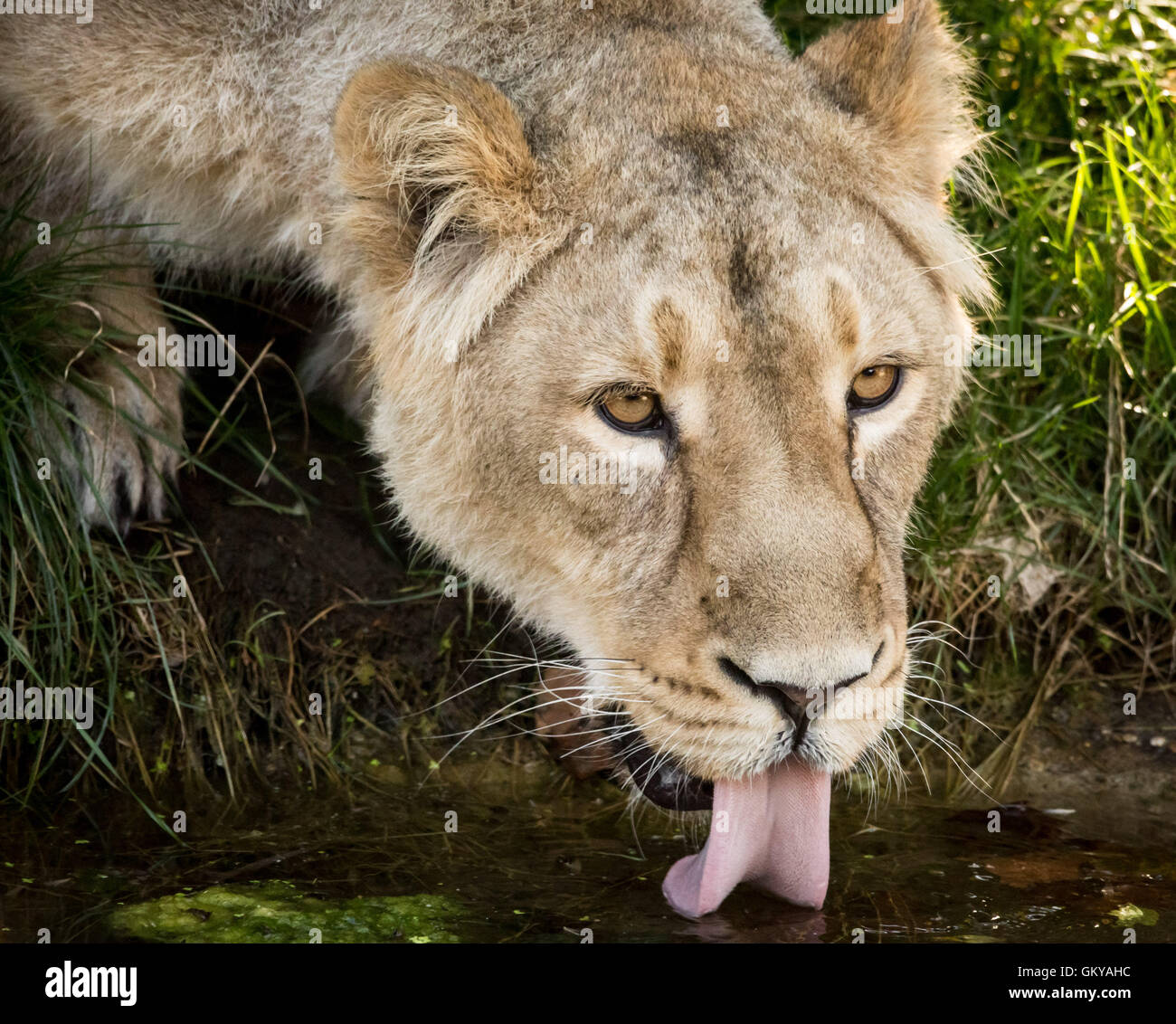 Asiatic lioness hi-res stock photography and images - Alamy