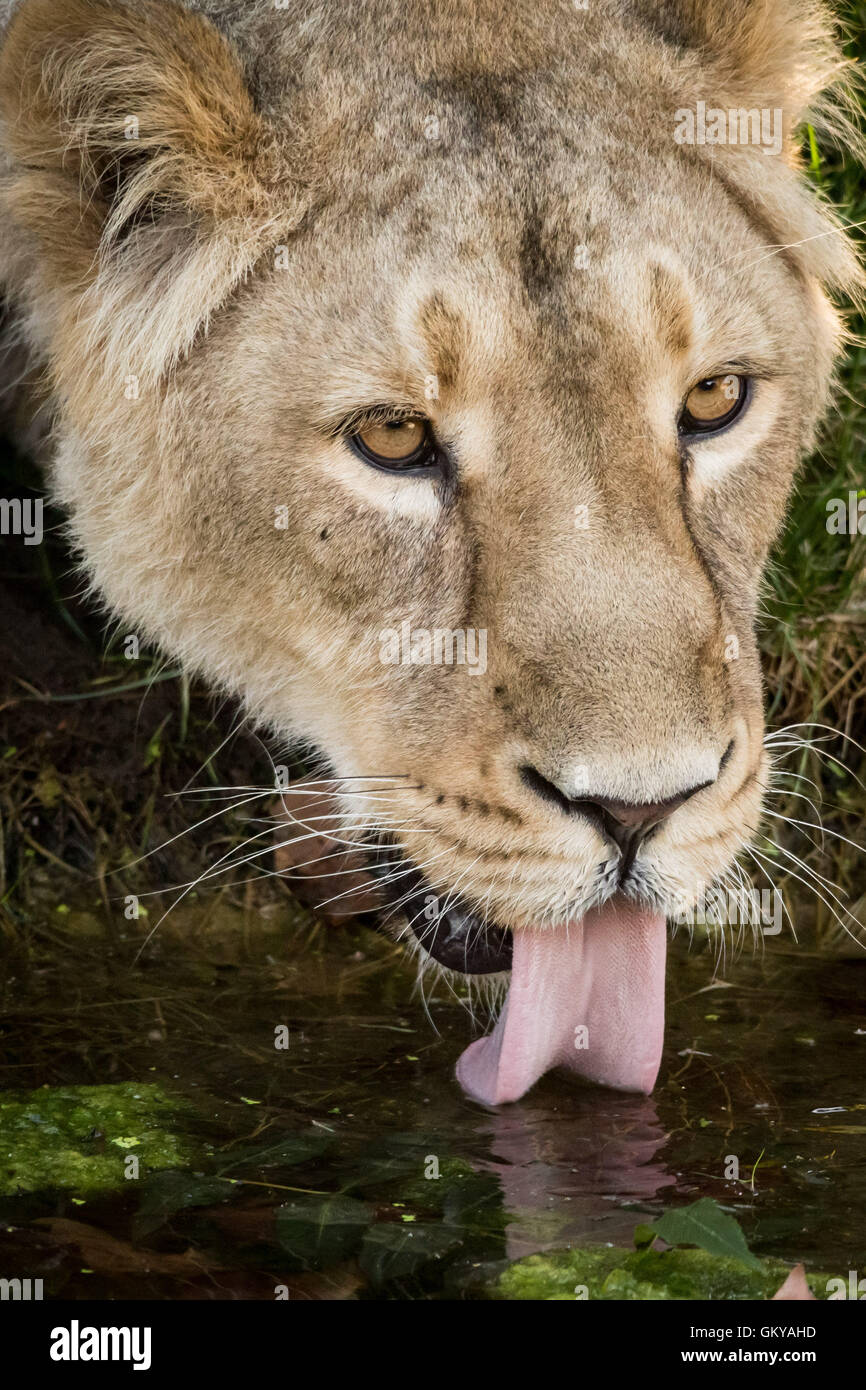Asiatic lioness hi-res stock photography and images - Alamy