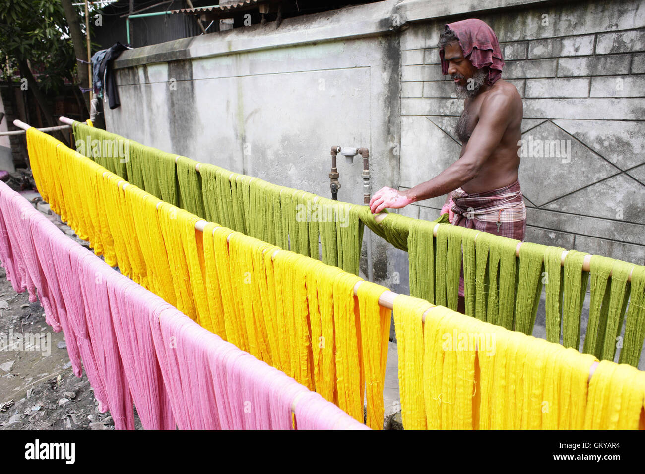 Near Dhaka, Bangladesh. 24th Aug, 2016. Dye-soaked cotton used for weaving Jamdanis dry under ...