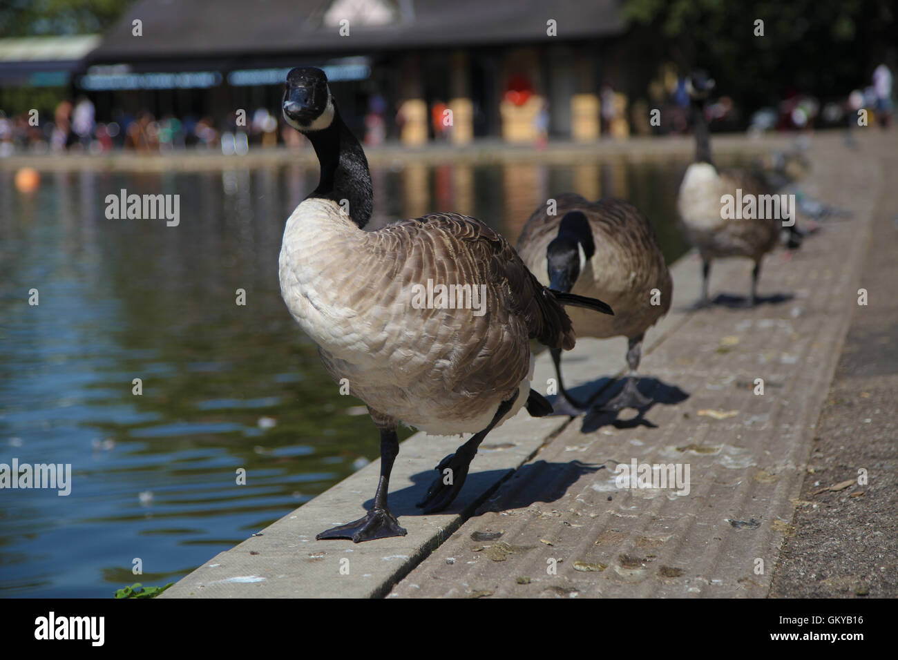 Alexander Palace, North London, UK. 24th Aug, 2016. Ducks near the ...