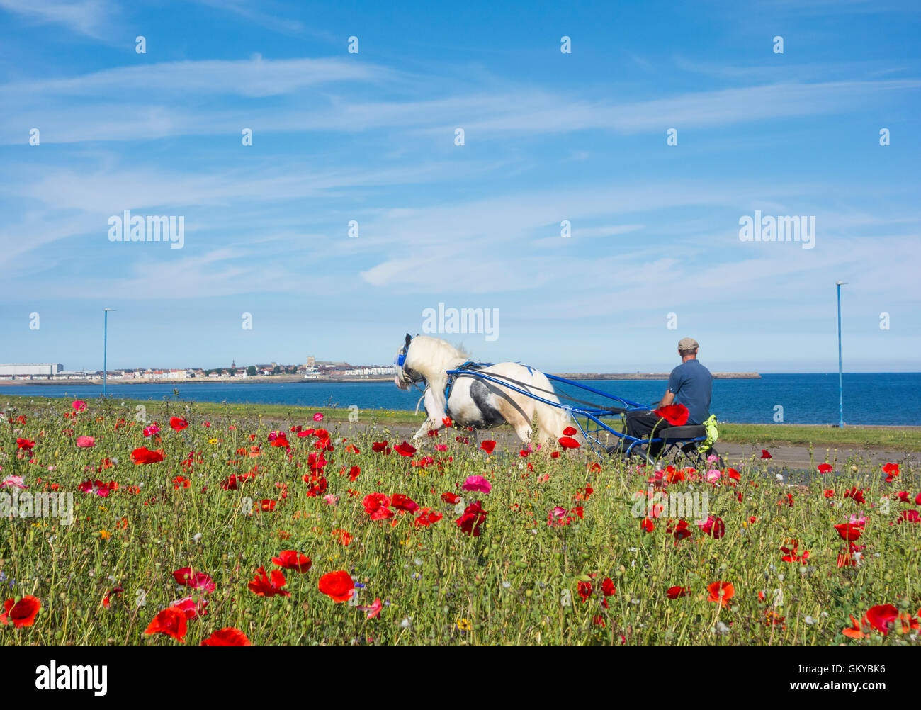 Five metre wide, kilometre long strip of roadside verge wildflowers on ...