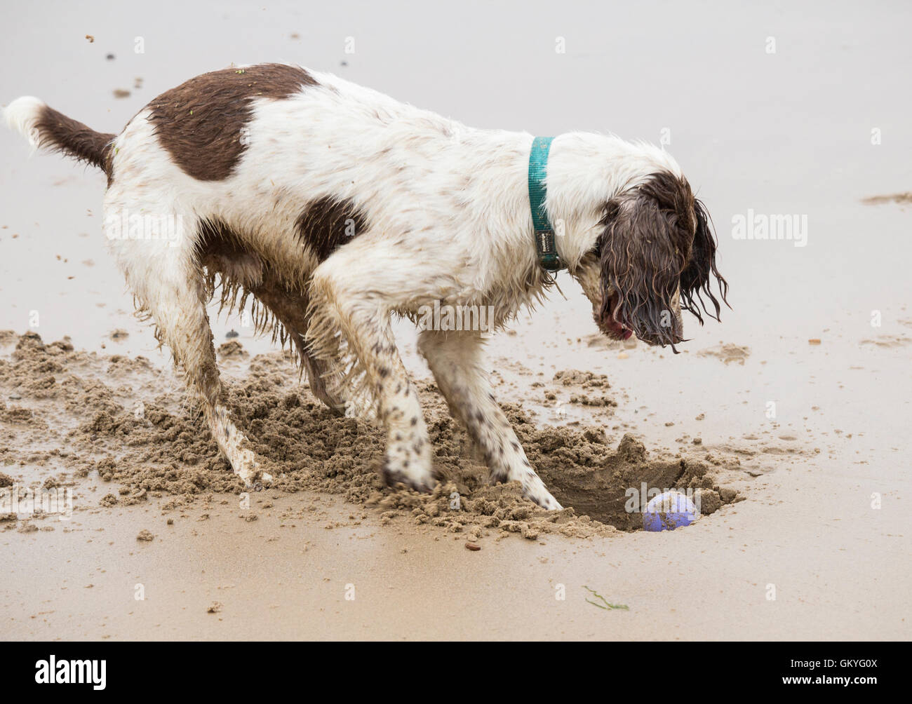 Dog walker/walkers walking on beach. UK Stock Photo - Alamy