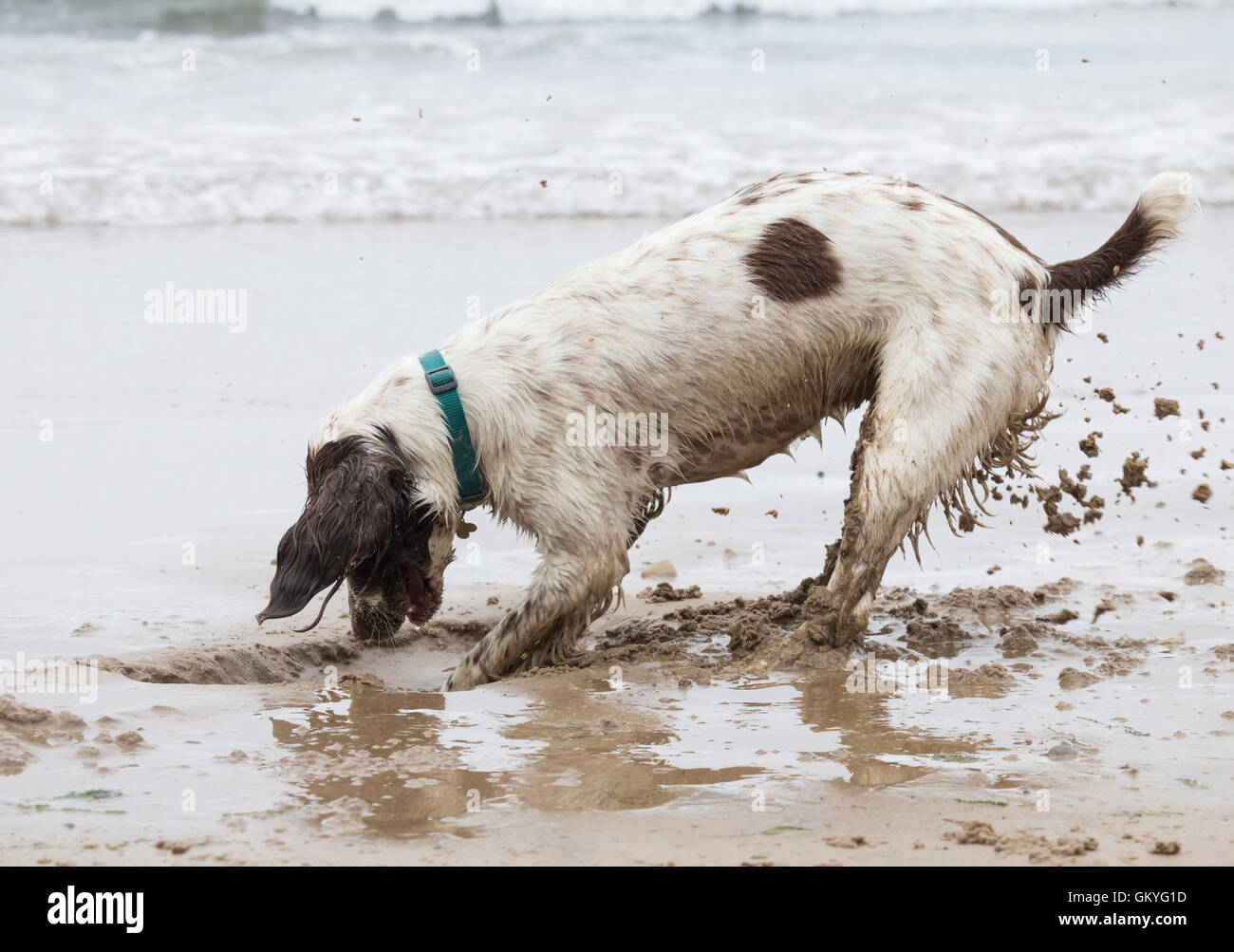 Dog having fun on the beach Stock Photo - Alamy