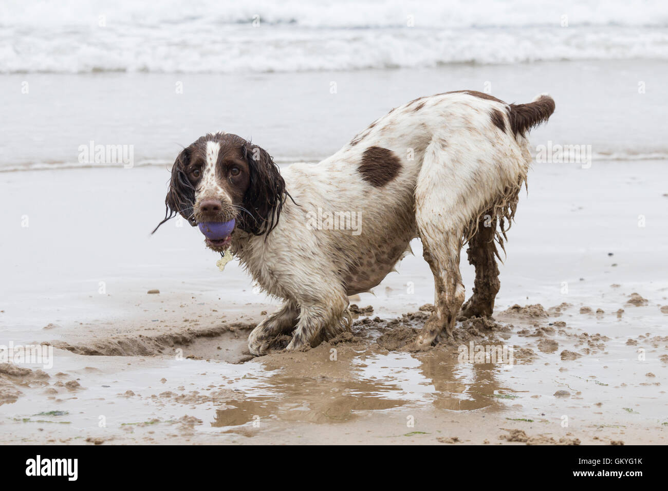 Dog walker/walkers walking on beach. UK Stock Photo - Alamy