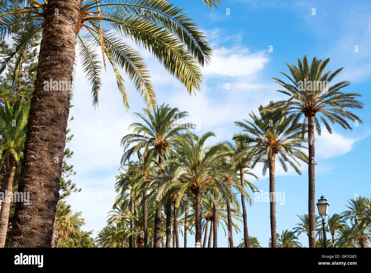 Coconut fronds hi-res stock photography and images - Alamy