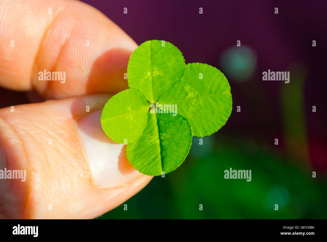 Four leaf clover hi-res stock photography and images - Alamy