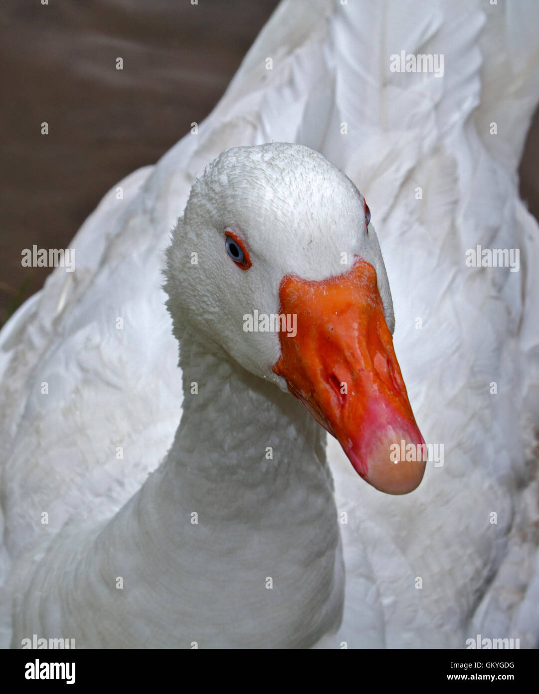 Leucistic geese hi-res stock photography and images - Alamy