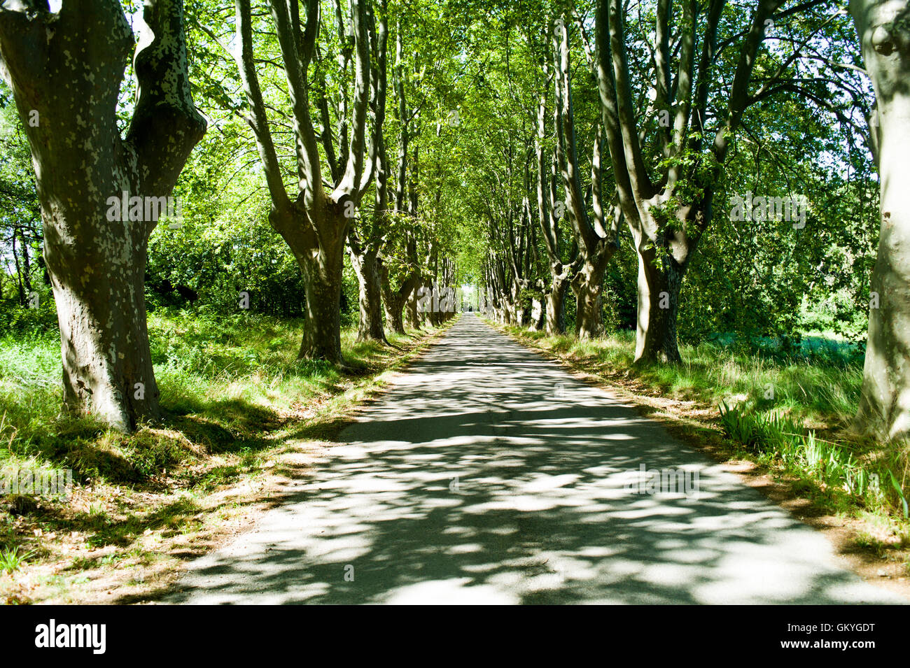Row of trees and shadows hi-res stock photography and images - Alamy