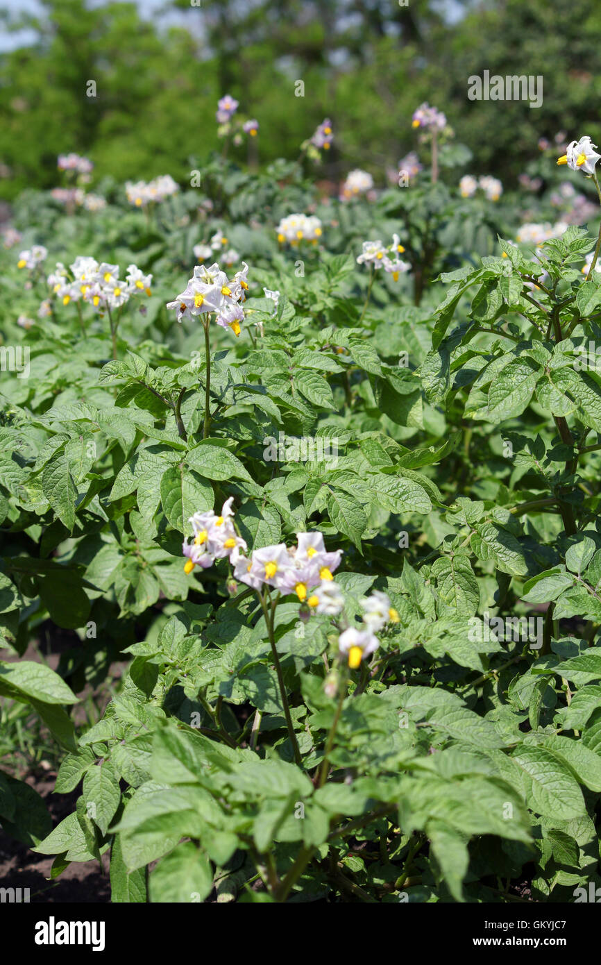 Spring potato hi-res stock photography and images - Alamy