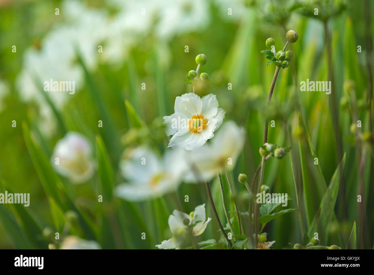 Anemone hybrida white hi-res stock photography and images - Alamy